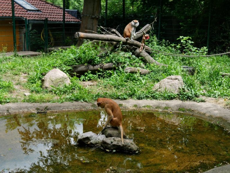 Der Tierpark Gotha - Die Erlebniswelt für Groß und Klein! - urlaubspapa.de